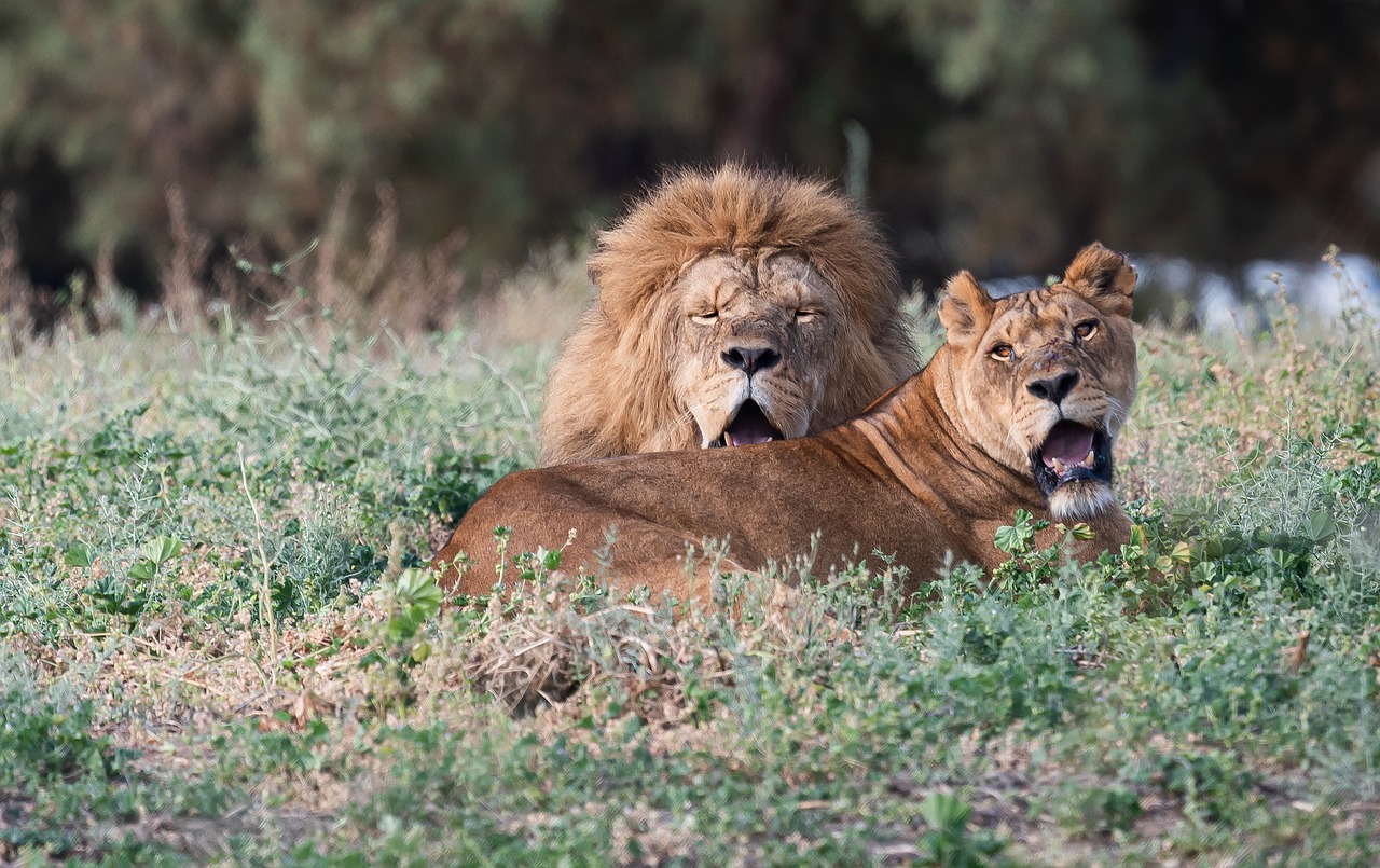 Home - King Simba Kenya Tours